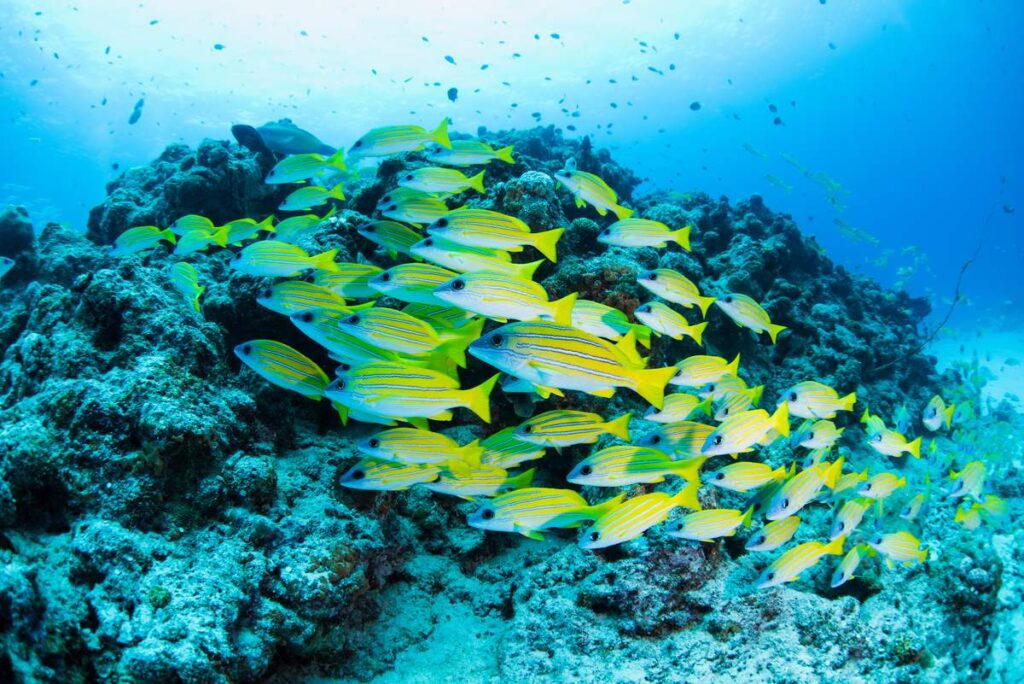 ログブックは古い？おすすめのアプリ【TUSA】ダイビングLOG | 恩納村ダイビング